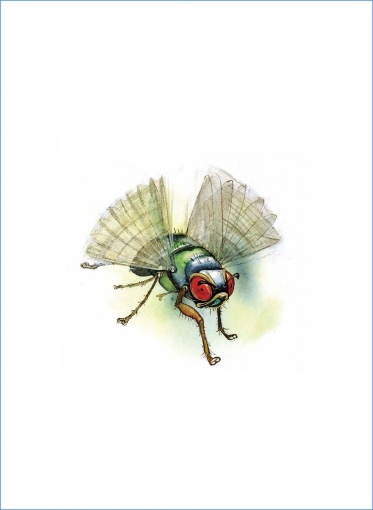 Why Flies Buzz - The Magic Ladder